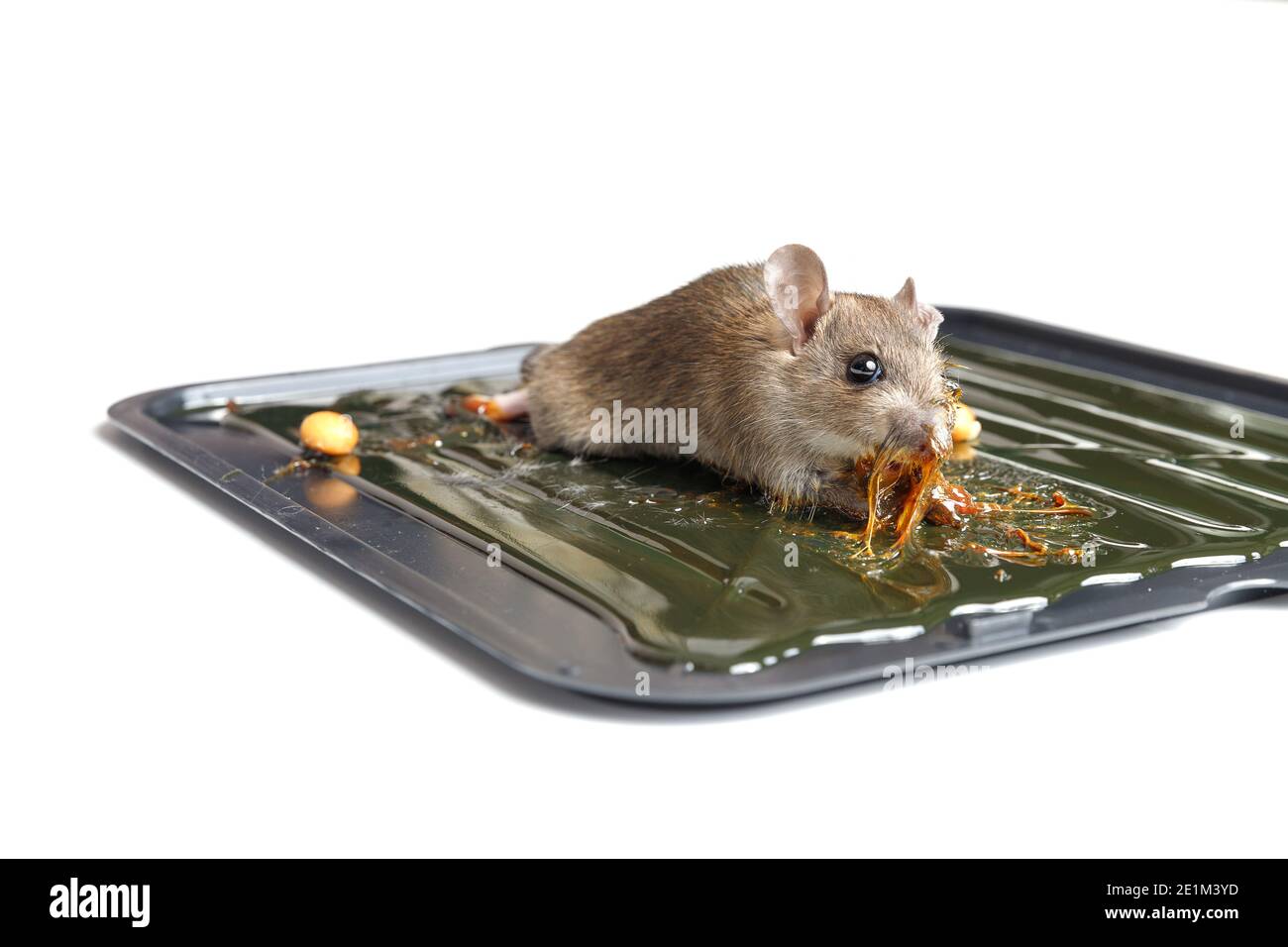 Mouse captured on glue mousetrap board Stock Photo - Alamy