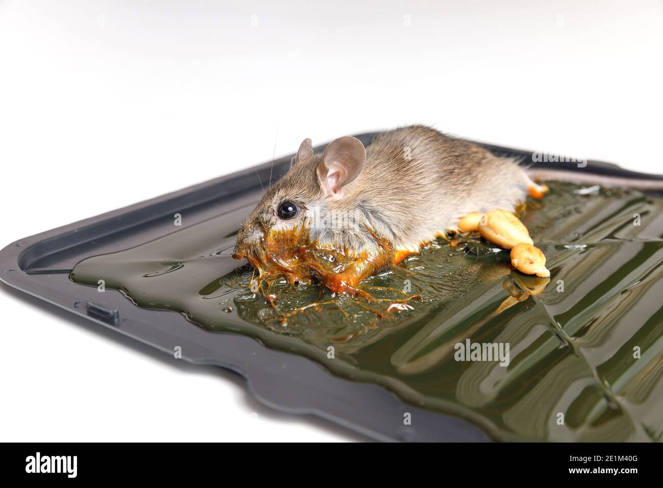 Mouse captured on glue mousetrap board Stock Photo - Alamy