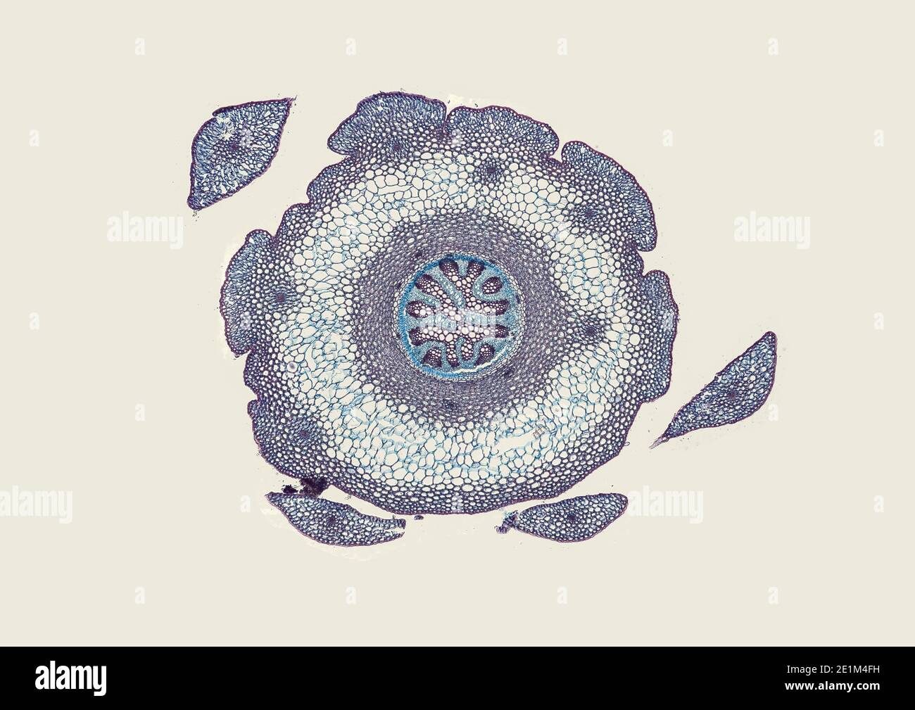 cross section cut under the microscope – microscopic view of plant ...