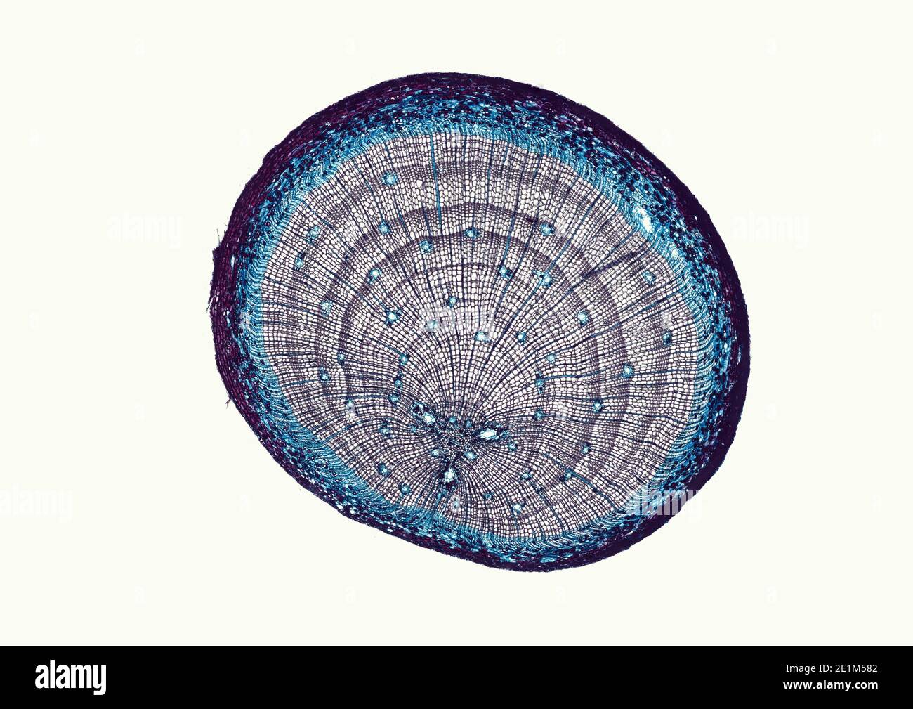 cross section cut under the microscope – microscopic view of plant ...