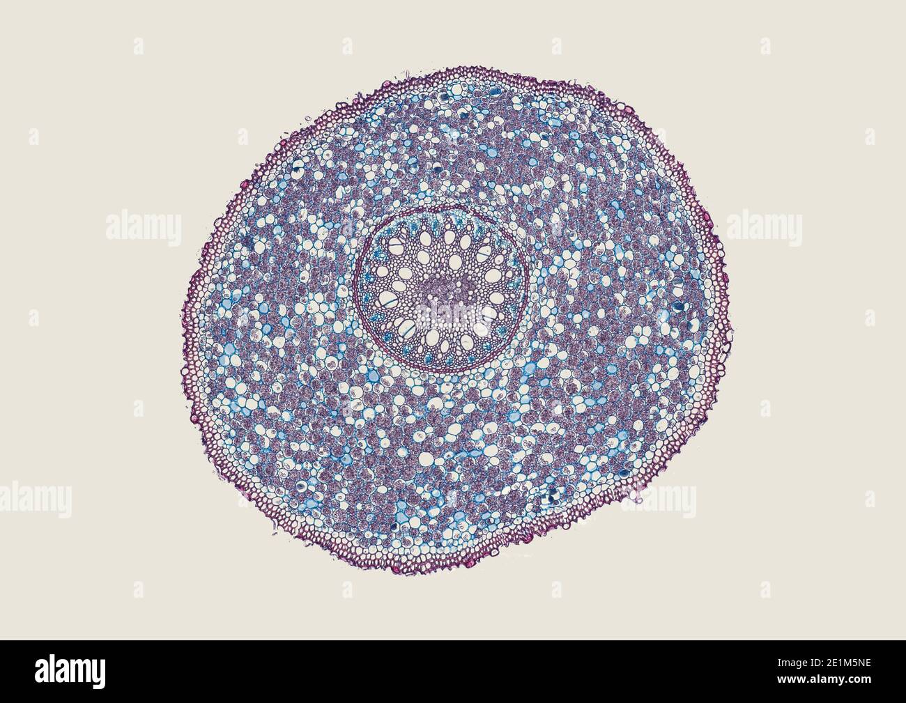 cross section cut under the microscope – microscopic view of plant ...