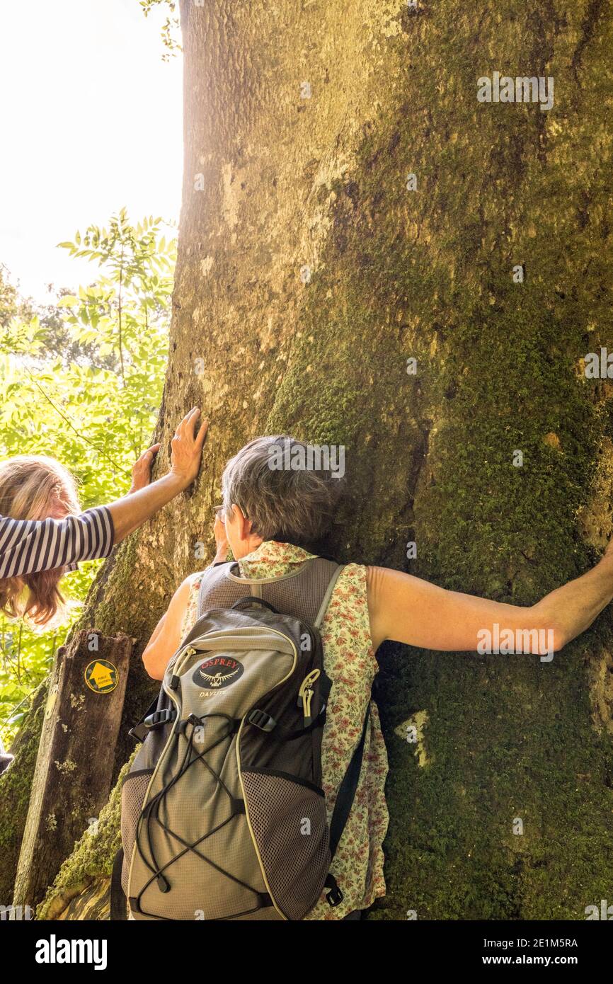 Tree hugging hippy hi-res stock photography and images - Alamy