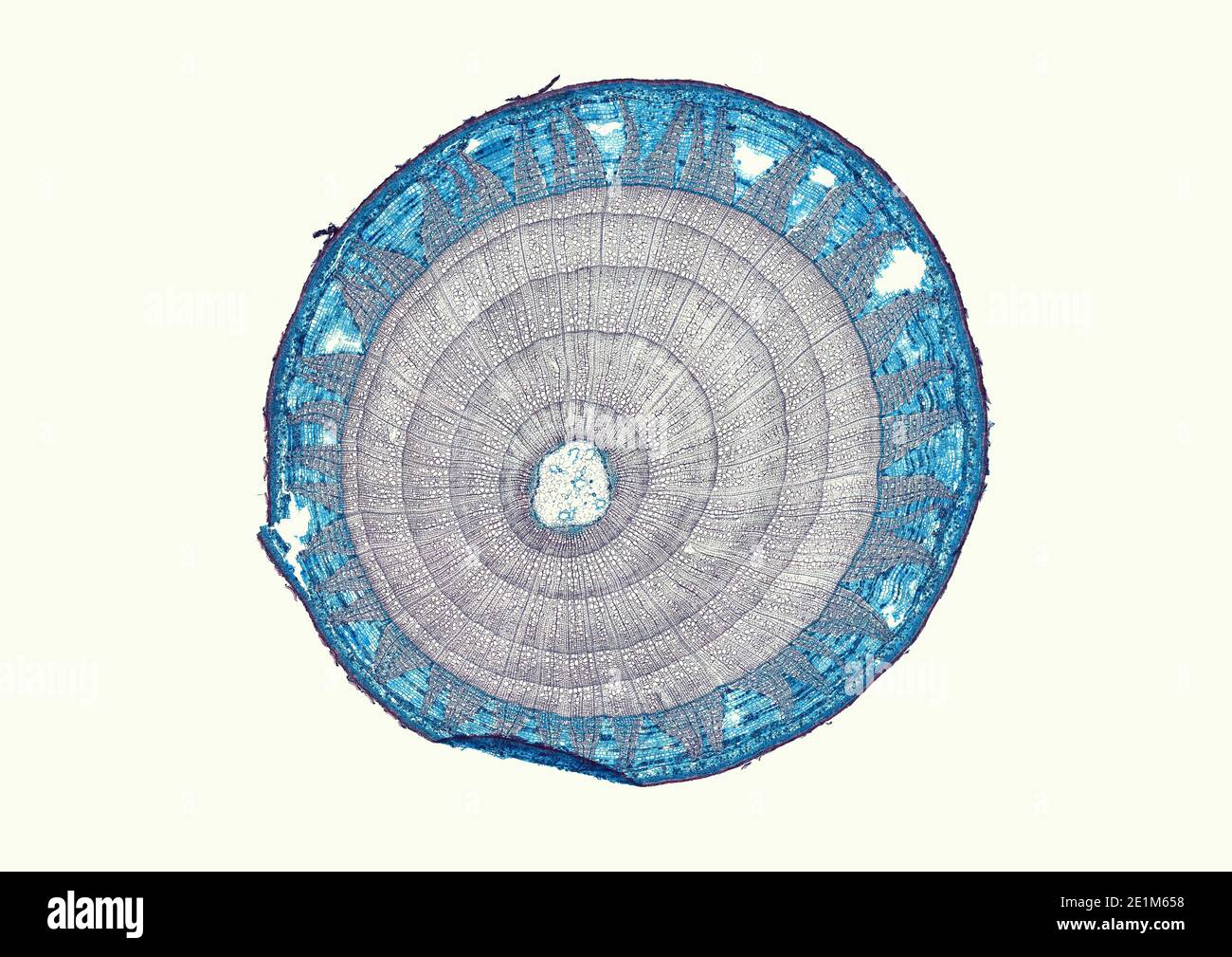 cross section cut under the microscope – microscopic view of plant ...