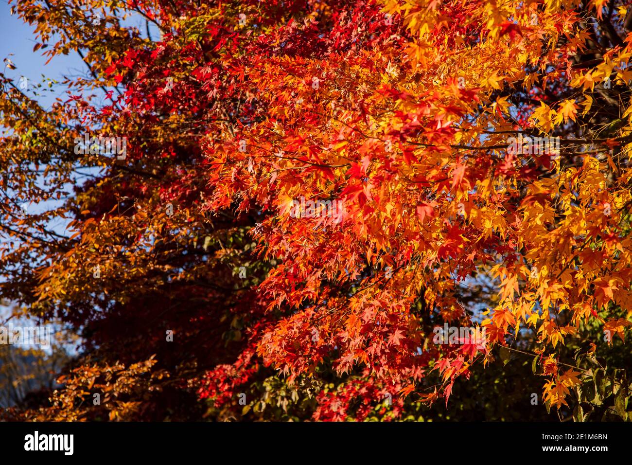 colorful Autumn scenery Stock Photo - Alamy