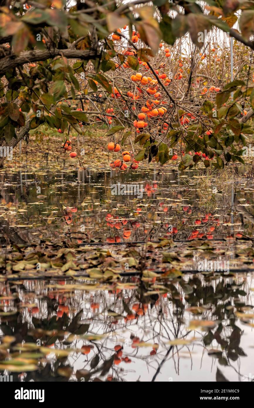 Reflection of branches with ripe fruits of persimmon trees in water ...