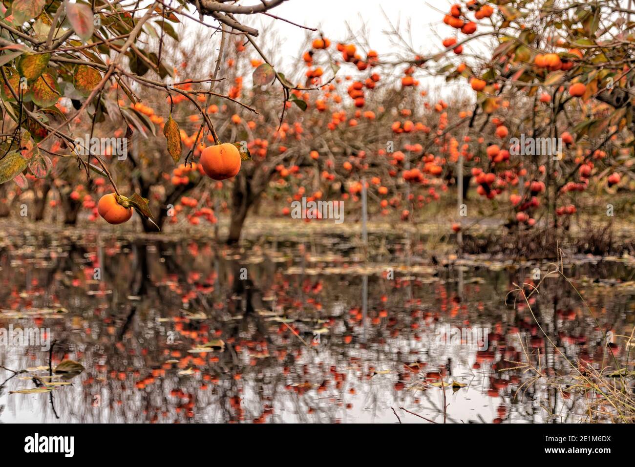 Reflection of branches with ripe fruits of persimmon trees in water ...
