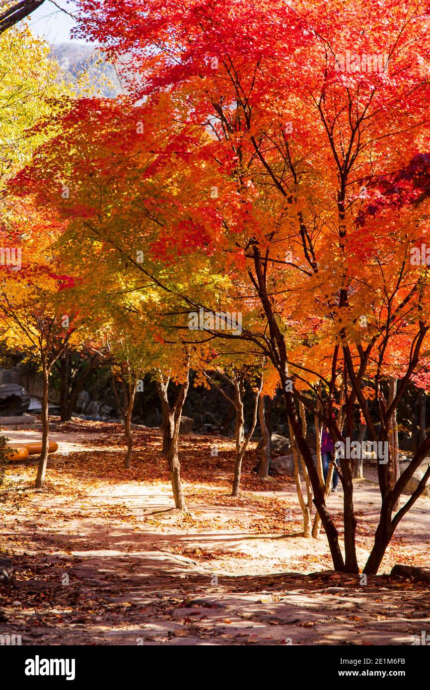 colorful Autumn scenery Stock Photo - Alamy