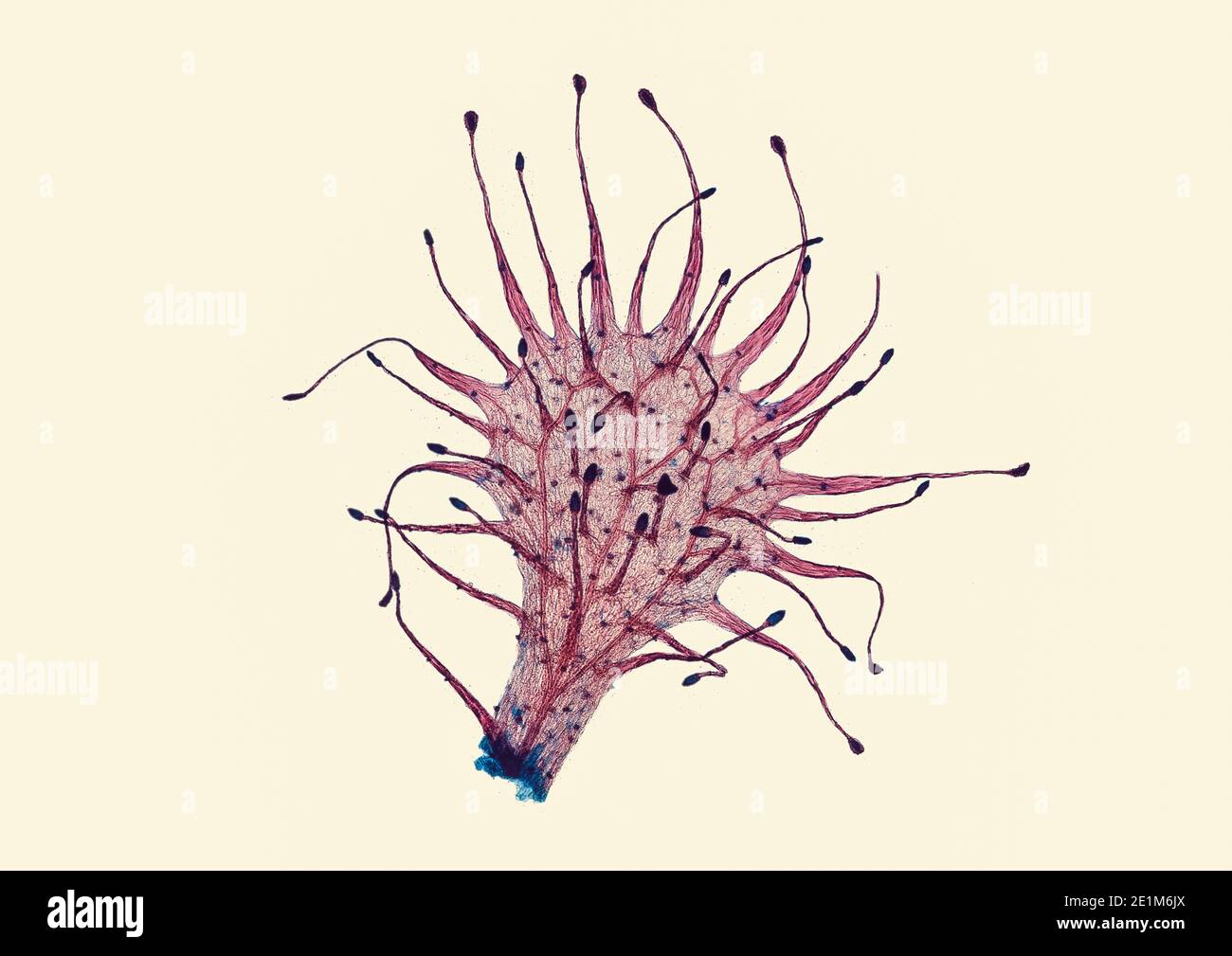 cross section cut of human body cells under a scientific microscope ...