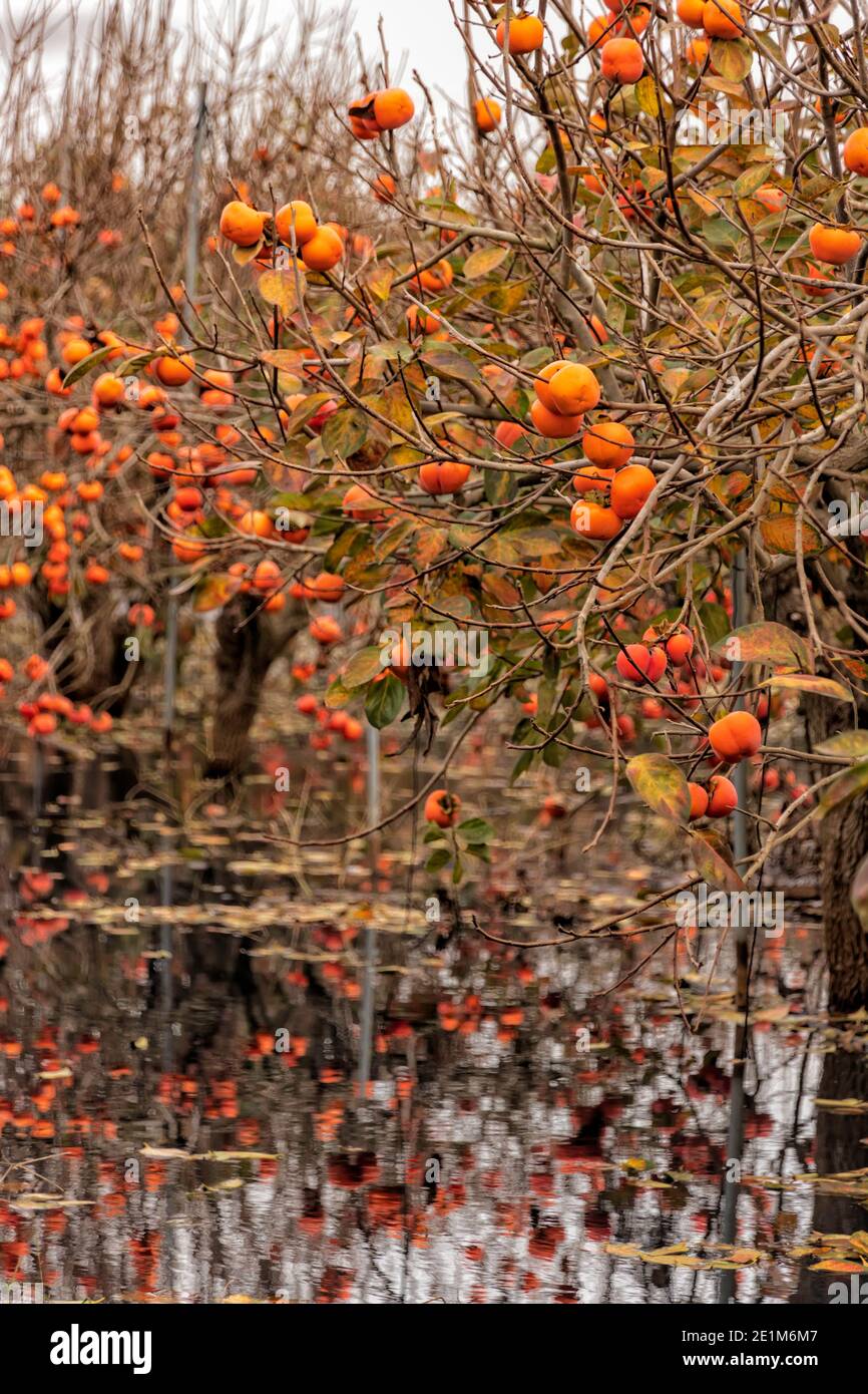 Persimmon trees hi-res stock photography and images - Alamy