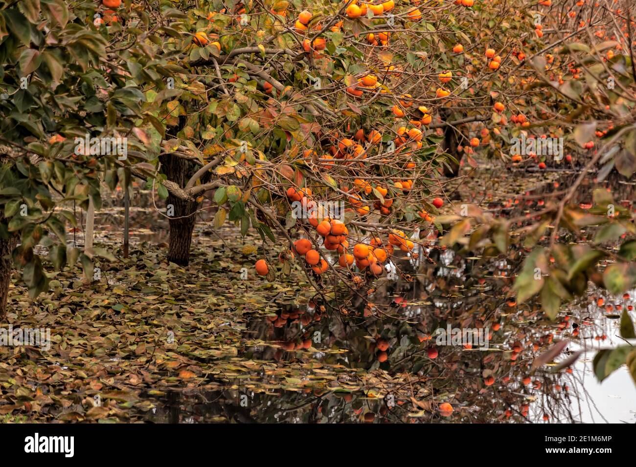 Reflection of branches with ripe fruits of persimmon trees in water ...
