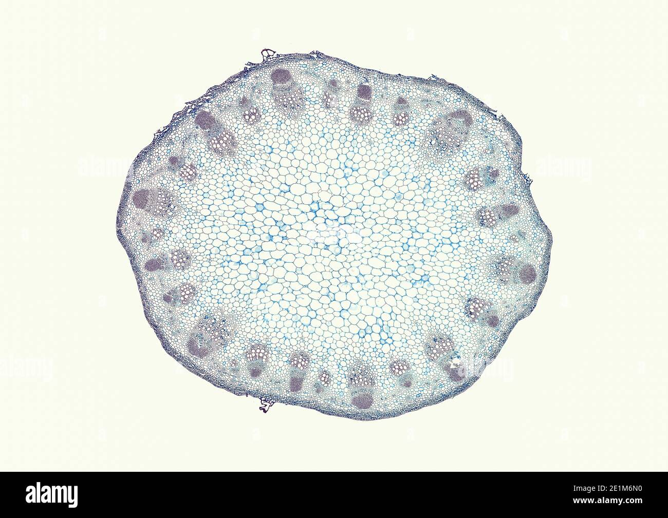 cross section cut under the microscope – microscopic view of plant cells for botanic education ...