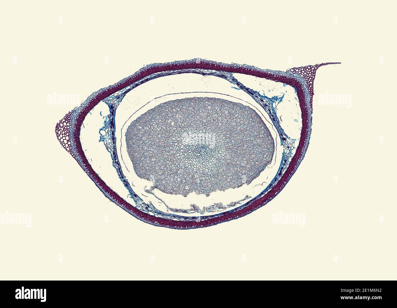 cross section cut under the microscope – microscopic view of plant ...