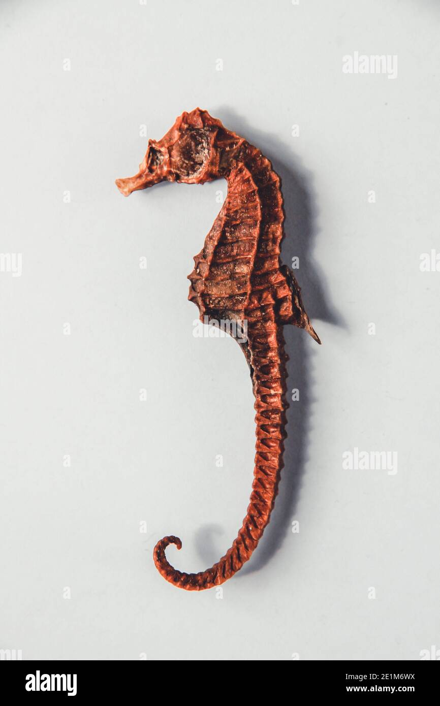 Dry seahorse closeup view on a white background Stock Photo - Alamy