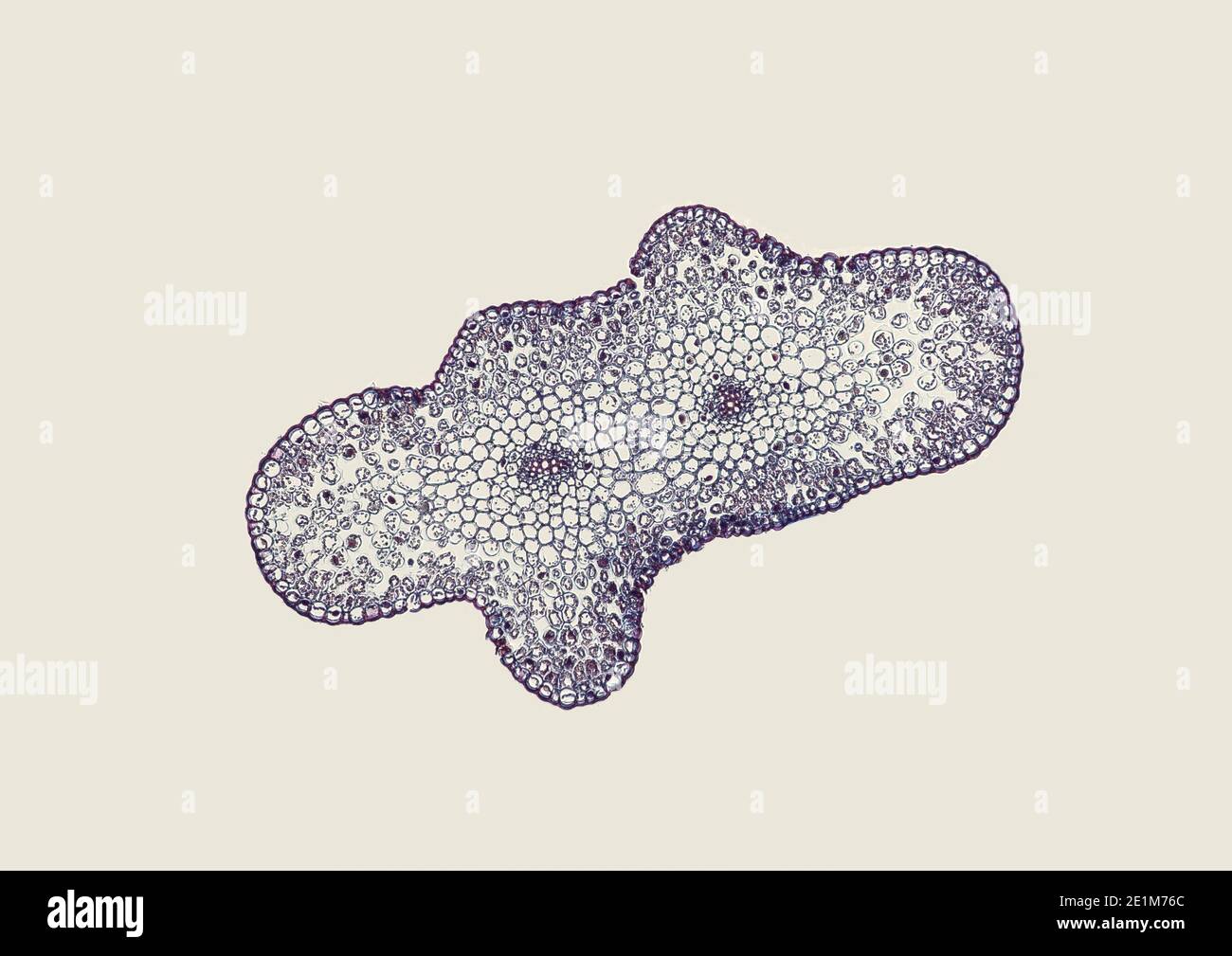 cross section cut under the microscope – microscopic view of plant ...