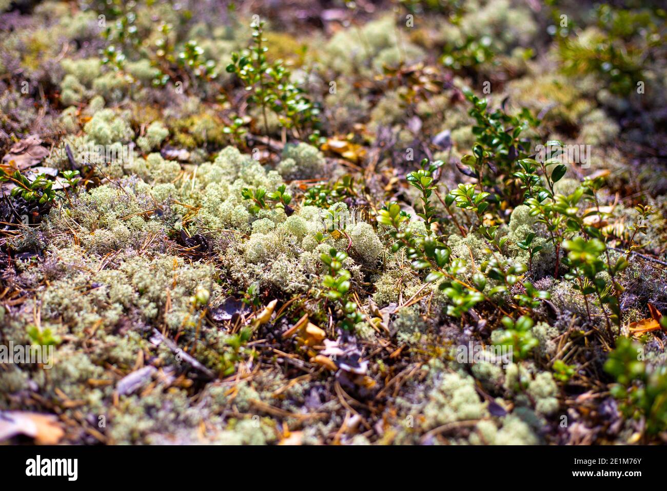Northern moss hi-res stock photography and images - Alamy