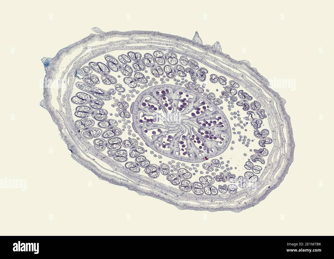cross section cut under the microscope – microscopic view of plant ...
