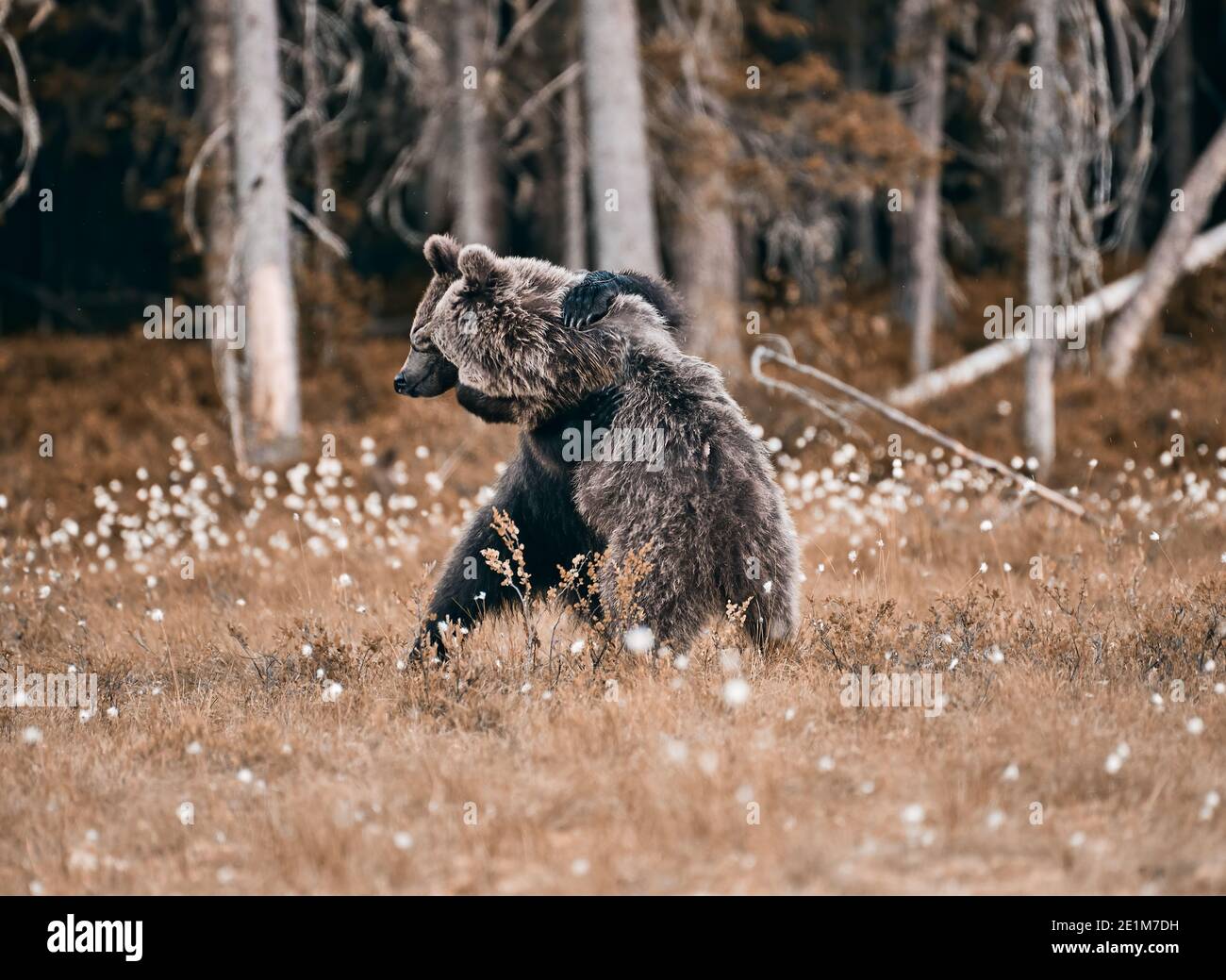 Young brown bear kissing and hugging another bear at edge of forest in ...