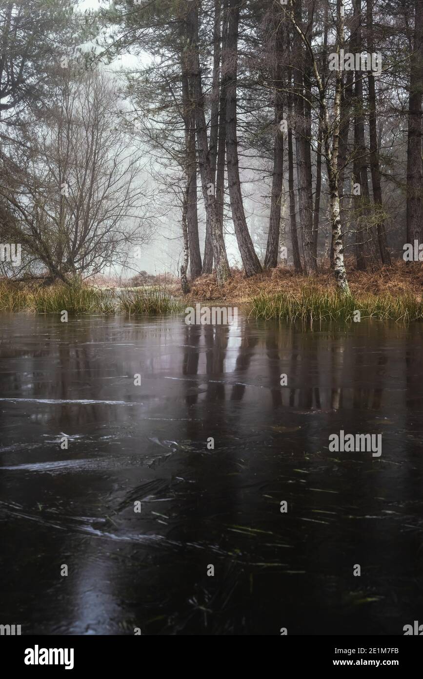 Frozen pond new forest hi-res stock photography and images - Alamy