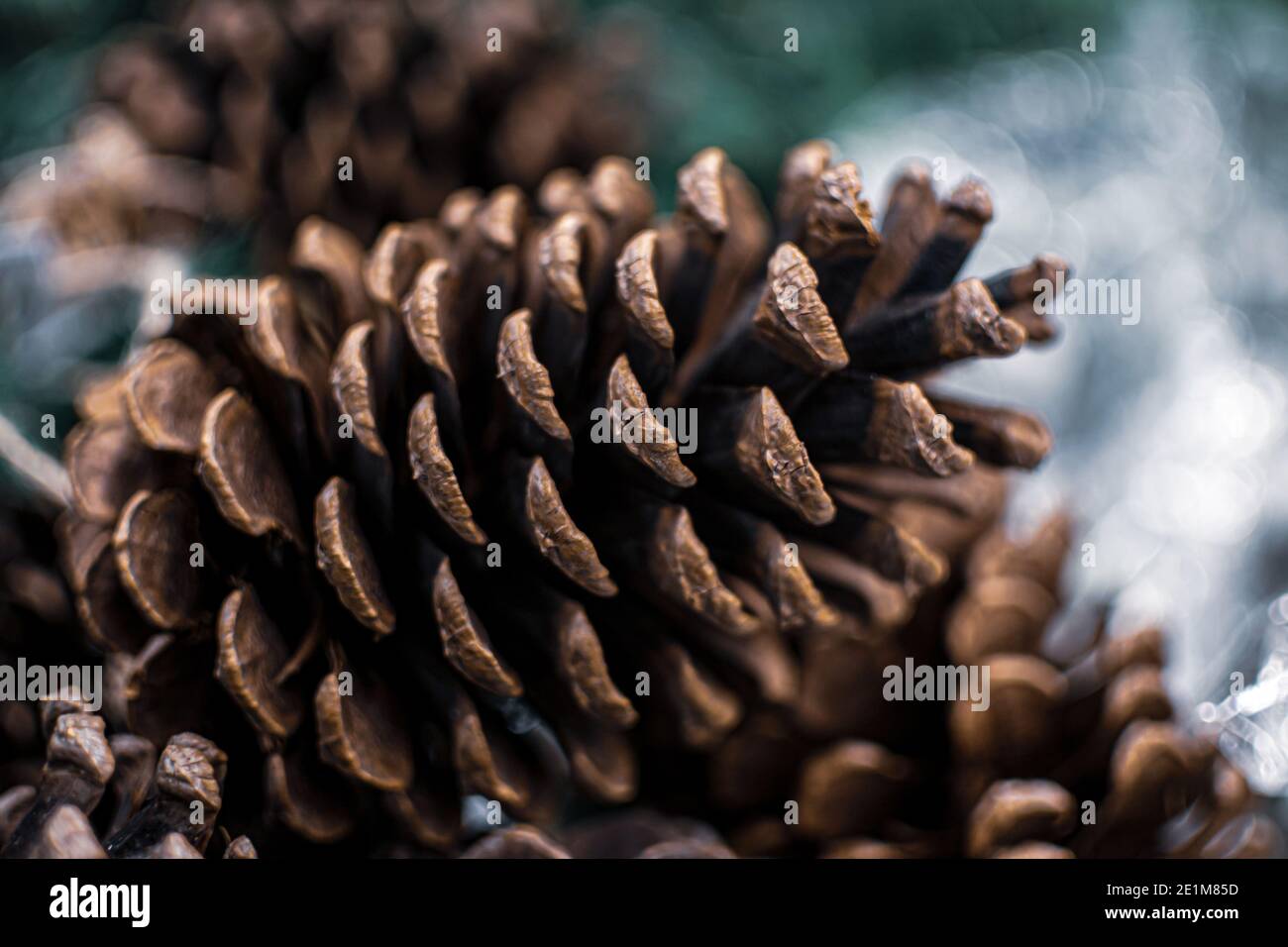 Large pinecone hi-res stock photography and images - Alamy