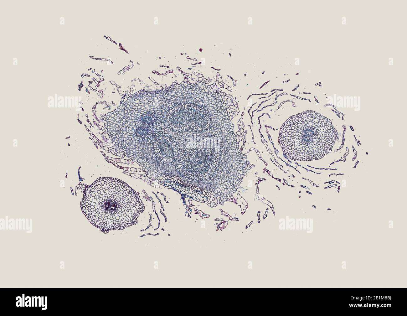 cross section cut under the microscope – microscopic view of plant ...