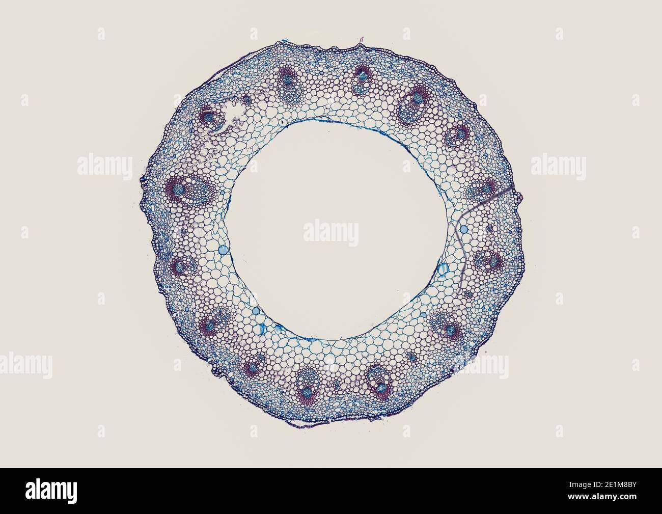 cross section cut under the microscope – microscopic view of plant ...