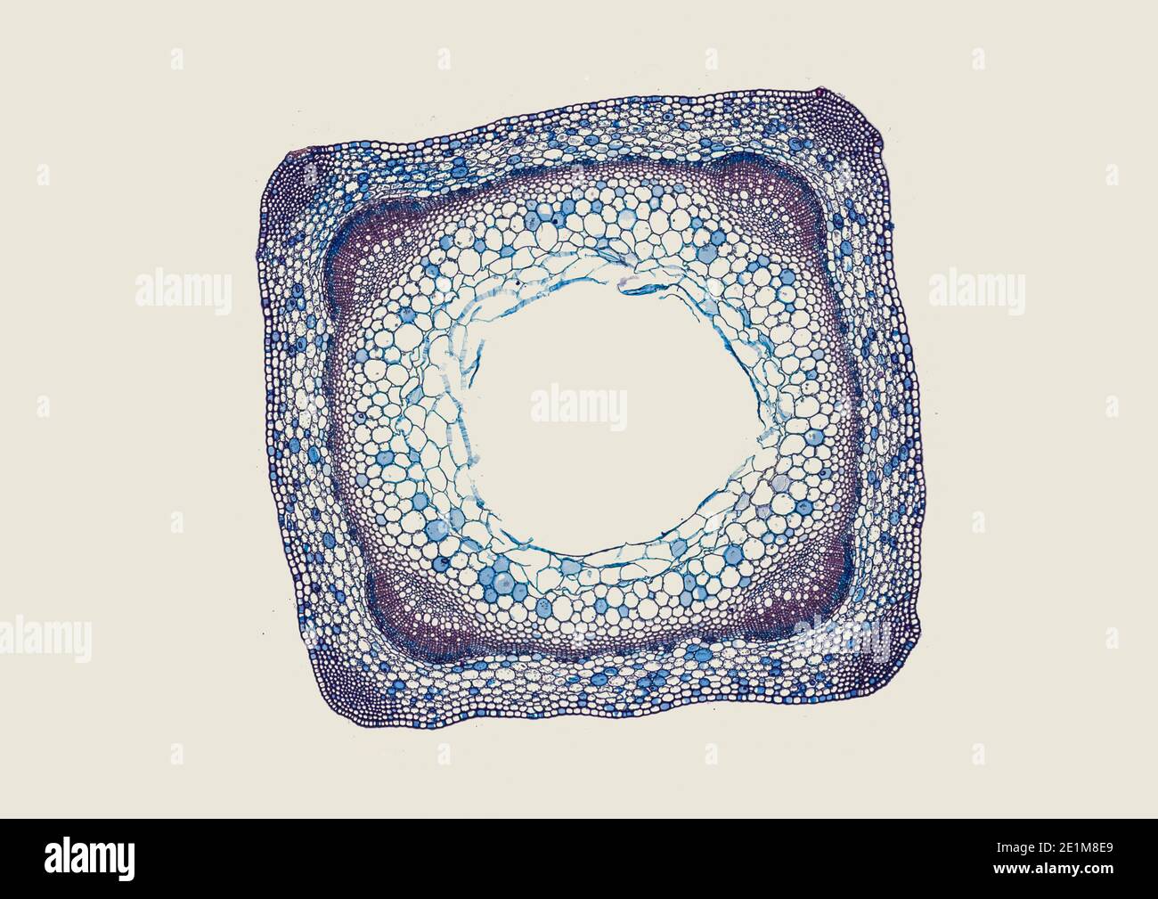 cross section cut under the microscope – microscopic view of plant ...