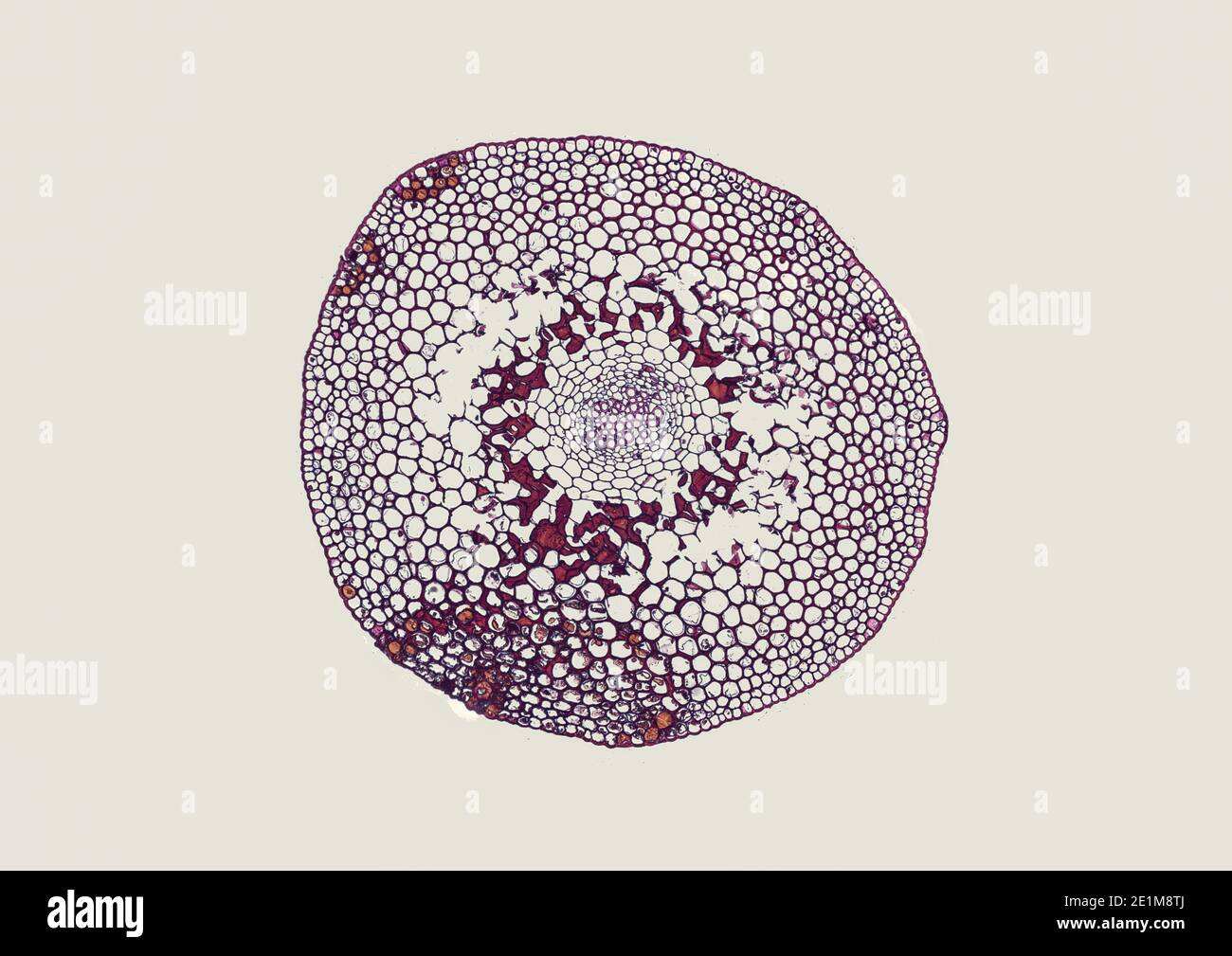 cross section cut under the microscope – microscopic view of plant ...