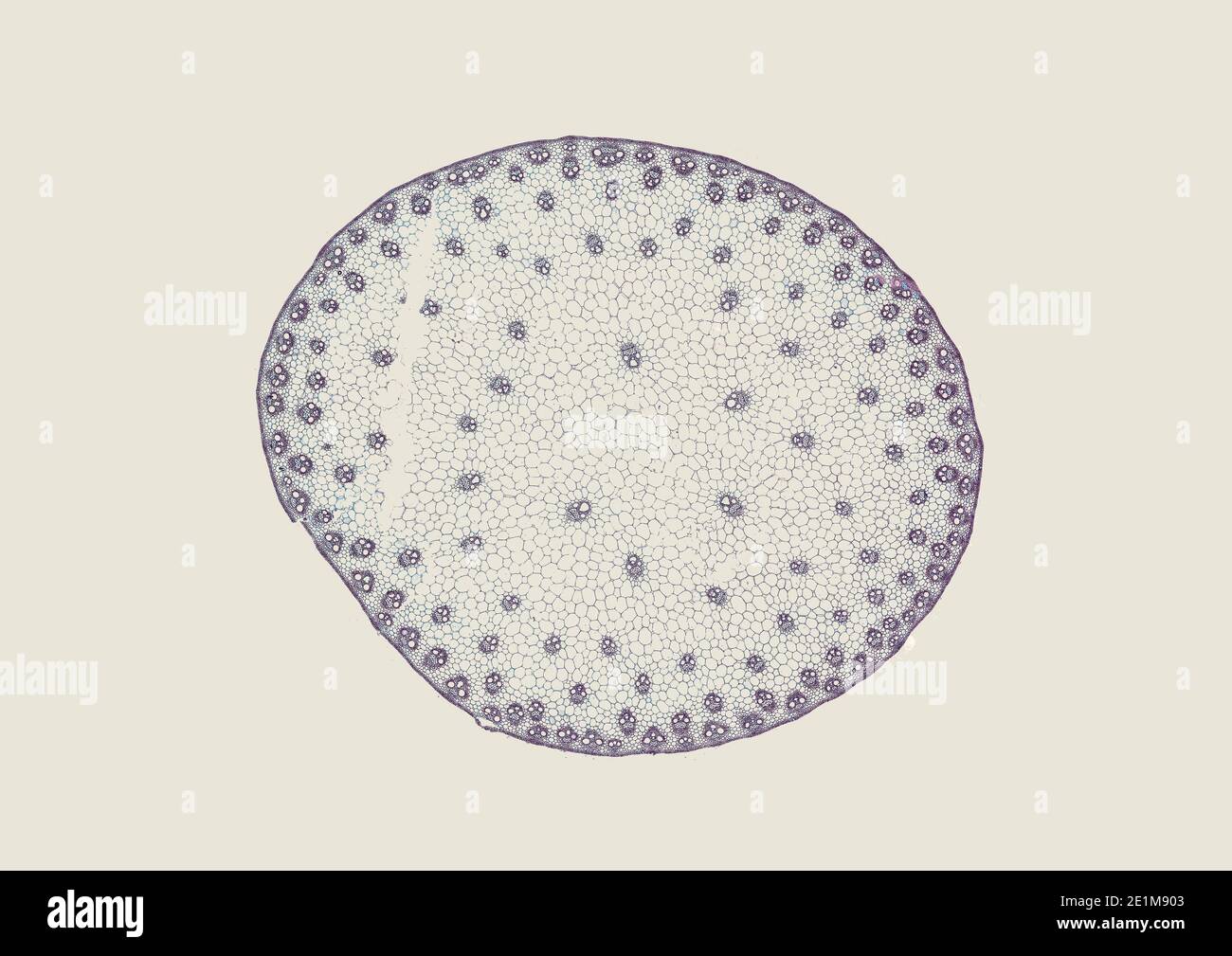 cross section cut under the microscope – microscopic view of plant ...