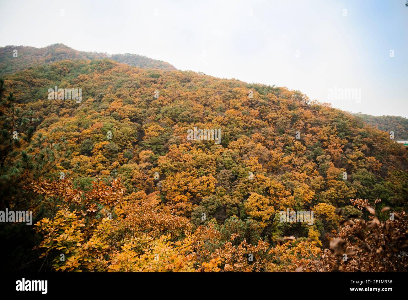 handsome Asian male model autumn travel concept Stock Photo - Alamy