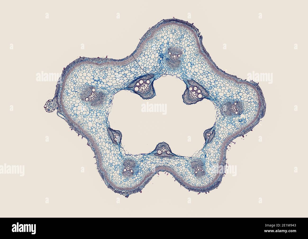 cross section cut under the microscope – microscopic view of plant ...