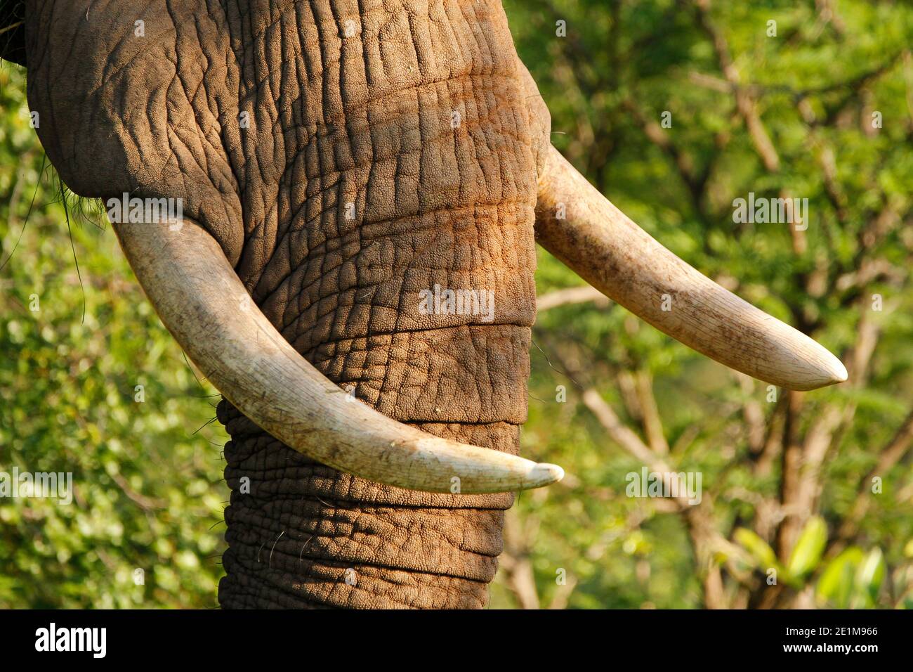 Wild African elephants in the natural African bush Stock Photo - Alamy