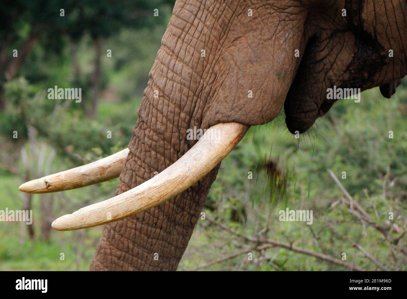 Wild African elephants in the natural African bush Stock Photo - Alamy