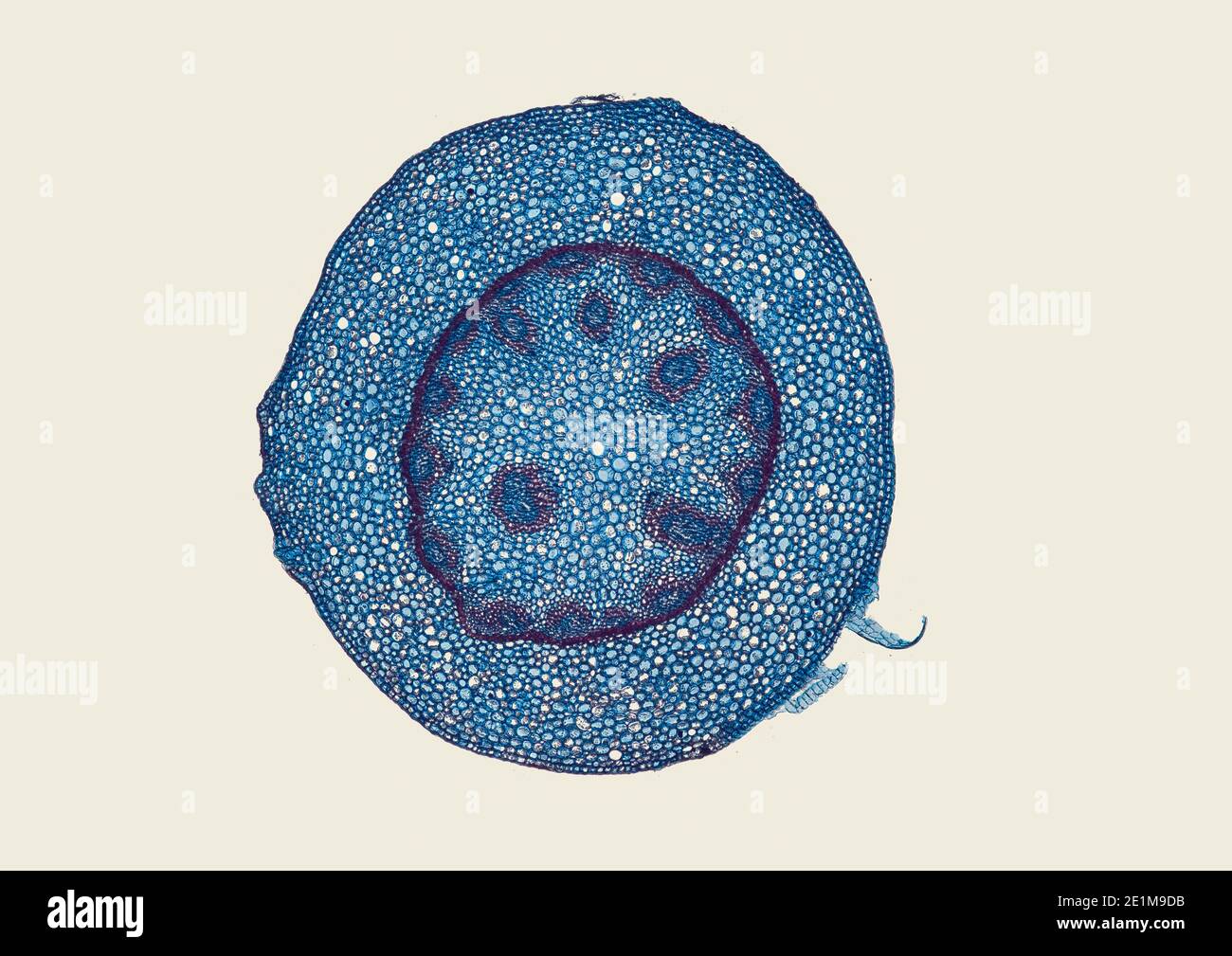cross section cut under the microscope – microscopic view of plant ...