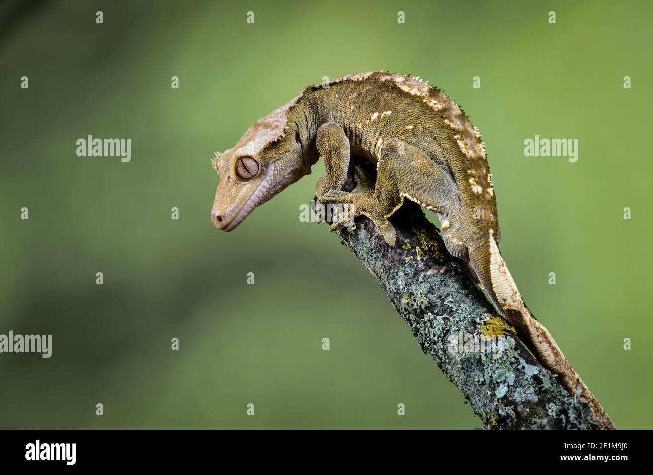 A close up portrait of a gecko as it sits alert on top of a lichen ...