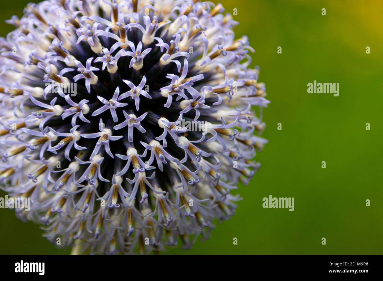 Wild thistle flowers with spikes Stock Photo - Alamy