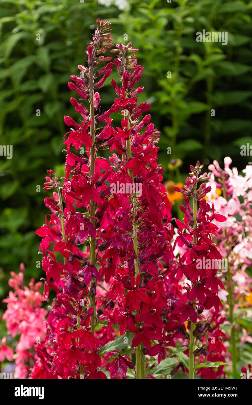 Tall spikey flowers hi-res stock photography and images - Alamy