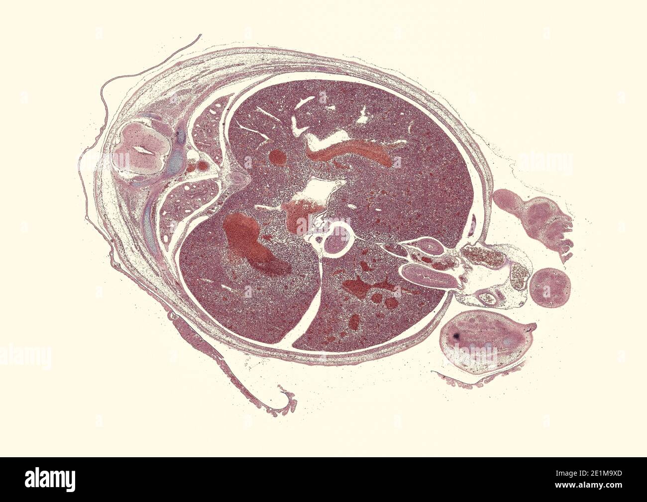 cross section cut of human body cells under a scientific microscope ...