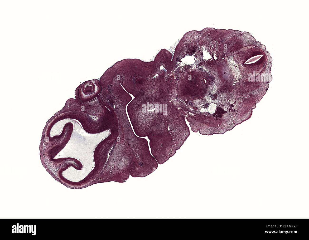 cross section cut of human body cells under a scientific microscope ...