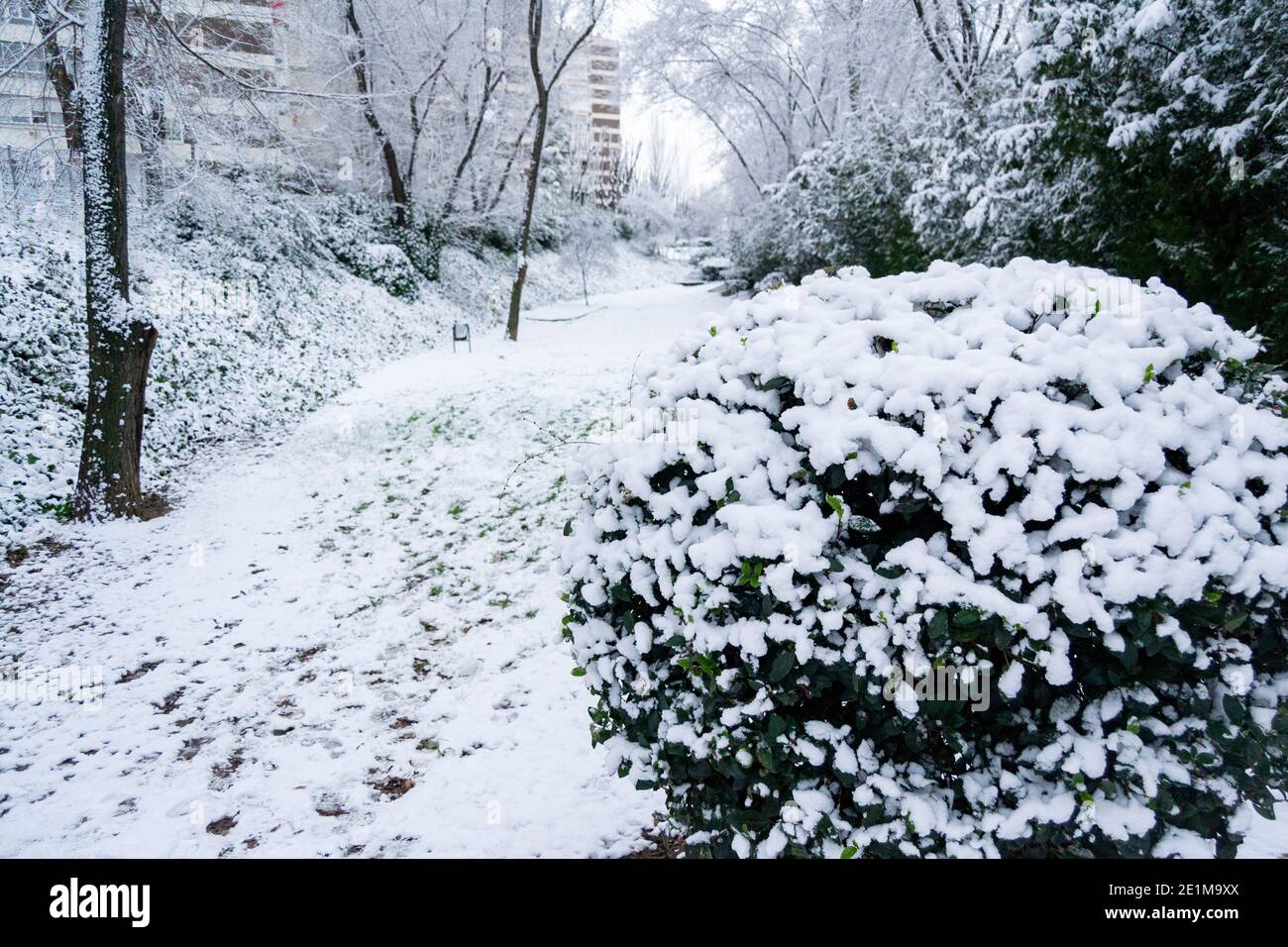 Snow. Blair. Wind. Street. Winter. Cold. Record. White cloak. Forest ...