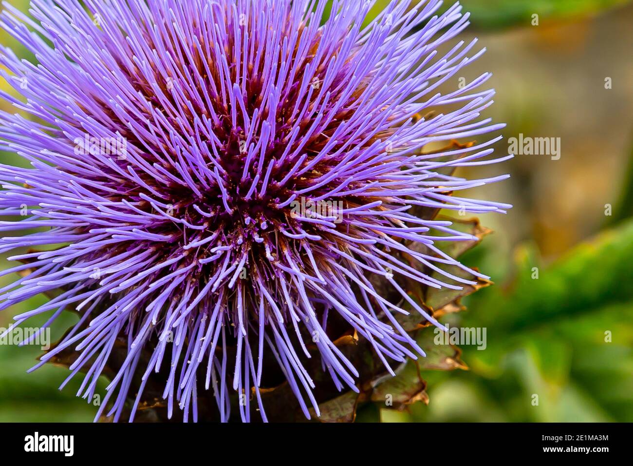 Wild thistle flowers with spikes Stock Photo - Alamy