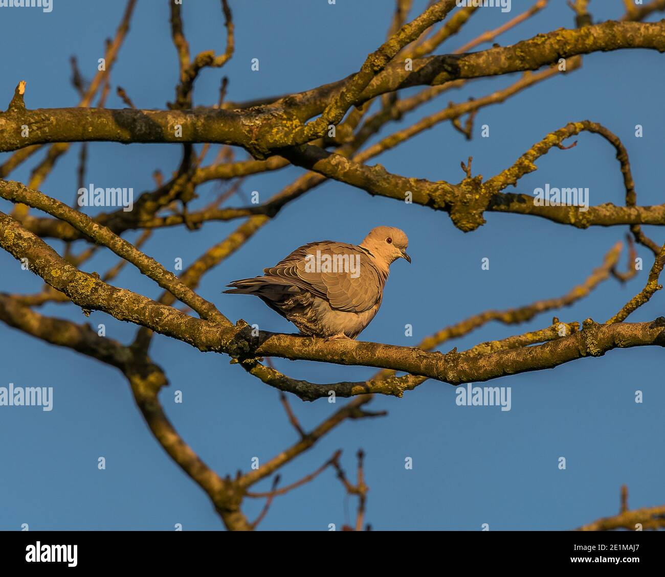 Collard dove in a tree hi-res stock photography and images - Alamy