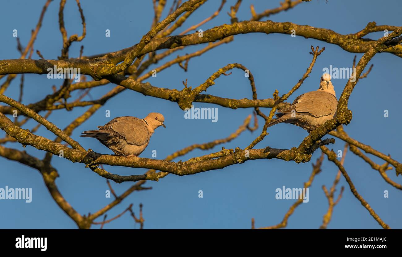 Collard dove in a tree hi-res stock photography and images - Alamy