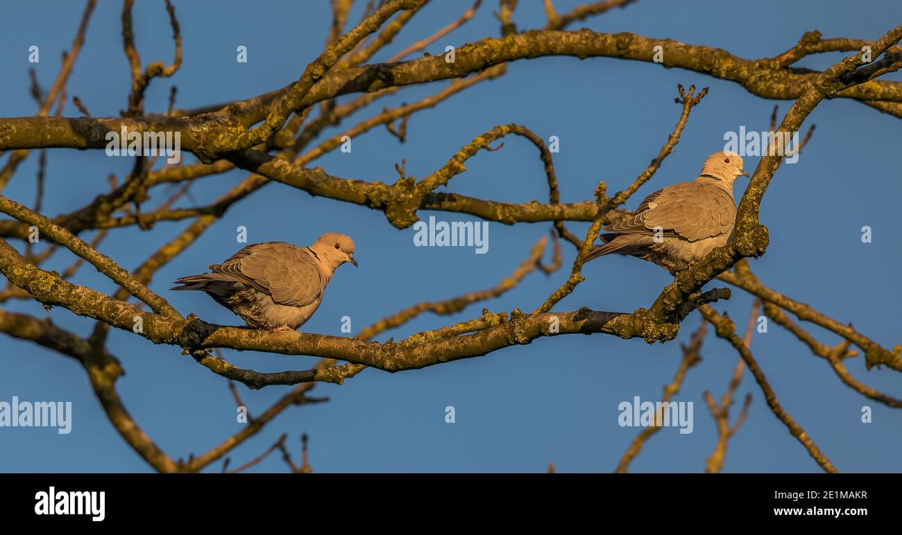 Pair of collared doves captured in the golden hour hi-res stock ...