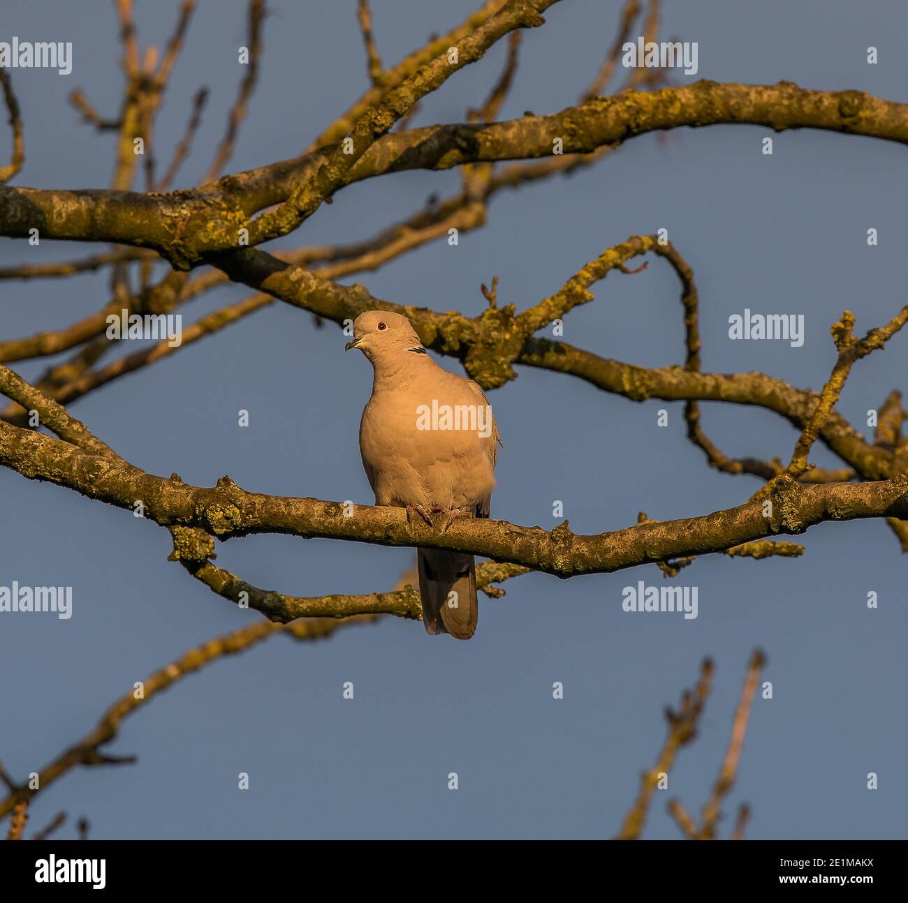 Collard dove in a tree hi-res stock photography and images - Alamy