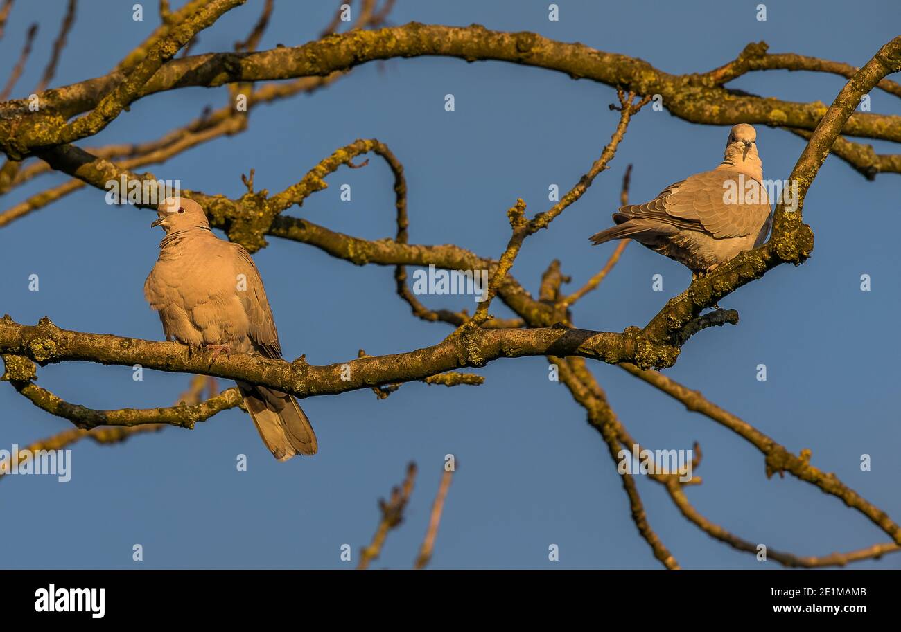 Collard dove fauna hi-res stock photography and images - Alamy