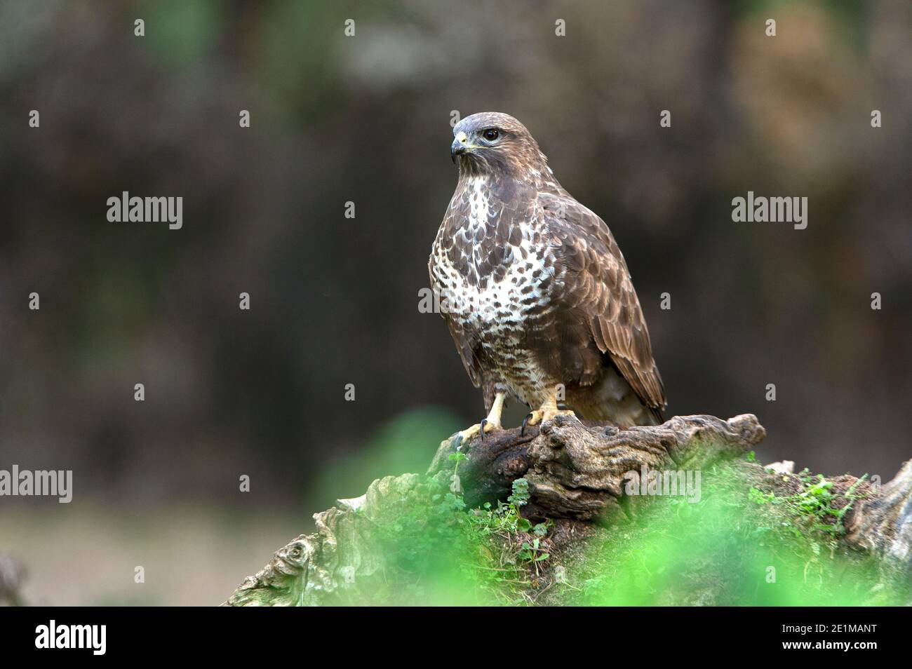 Common buzzard with the last evening lights in a pine forest Stock ...