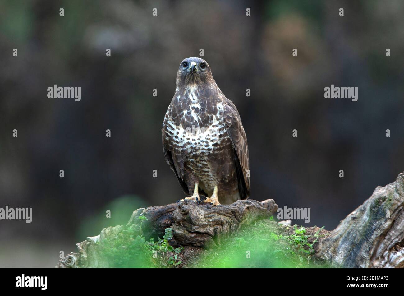 Common buzzard with the last evening lights in a pine forest Stock ...