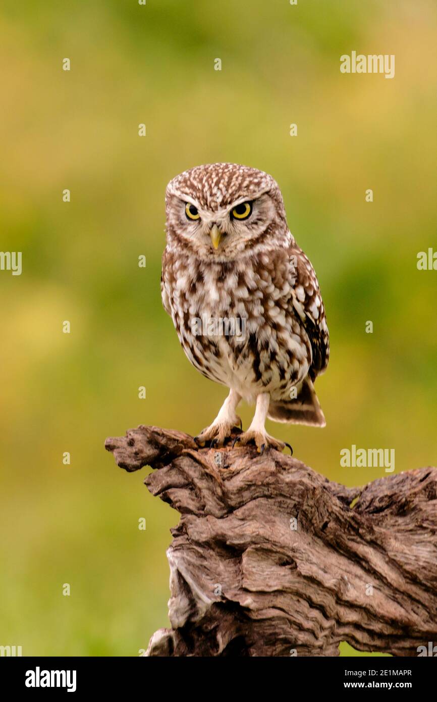 Cute little owl perched on a log Stock Photo - Alamy