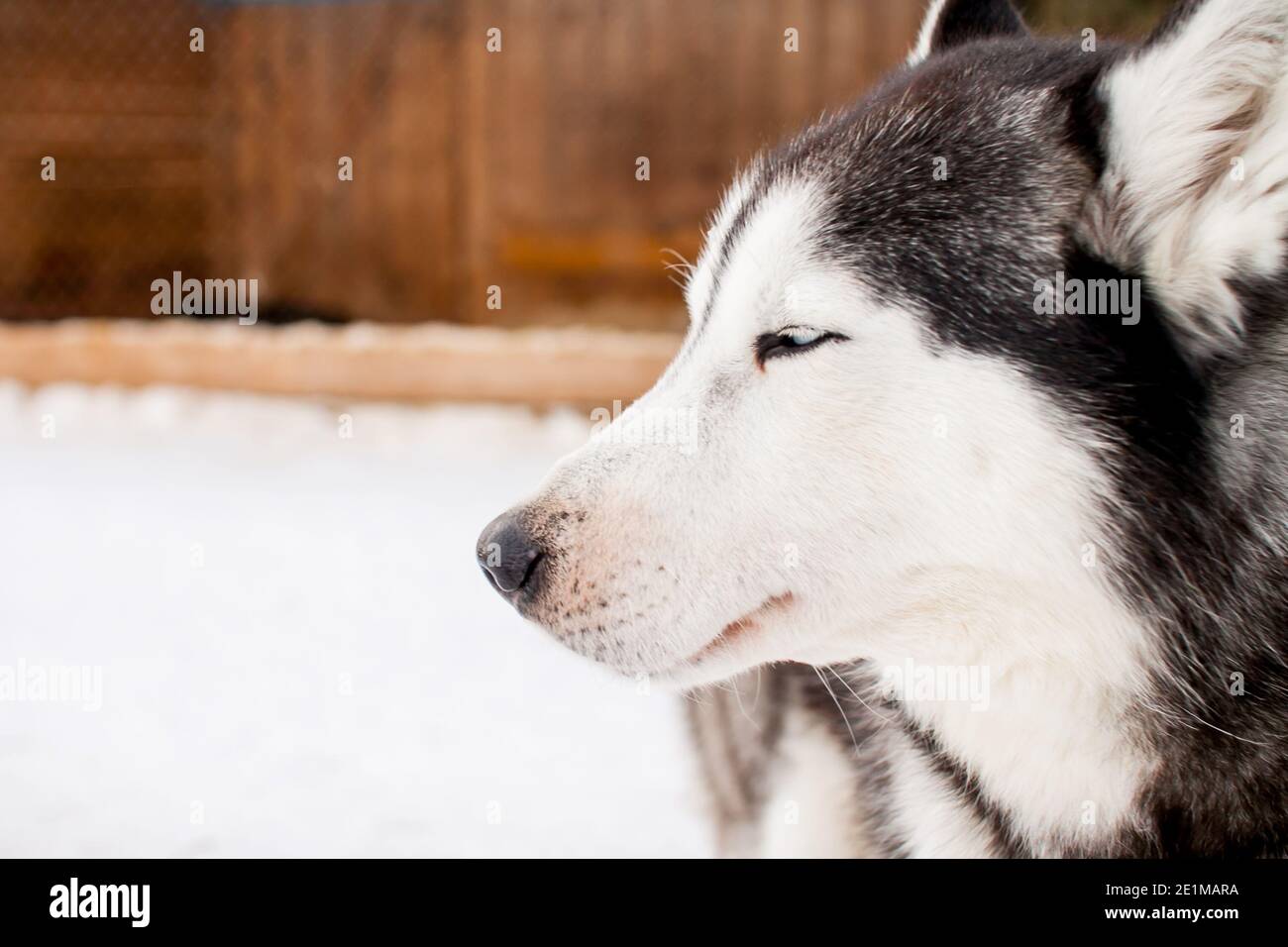 Portrait of a beautiful northern dog of the husky breed Stock Photo - Alamy