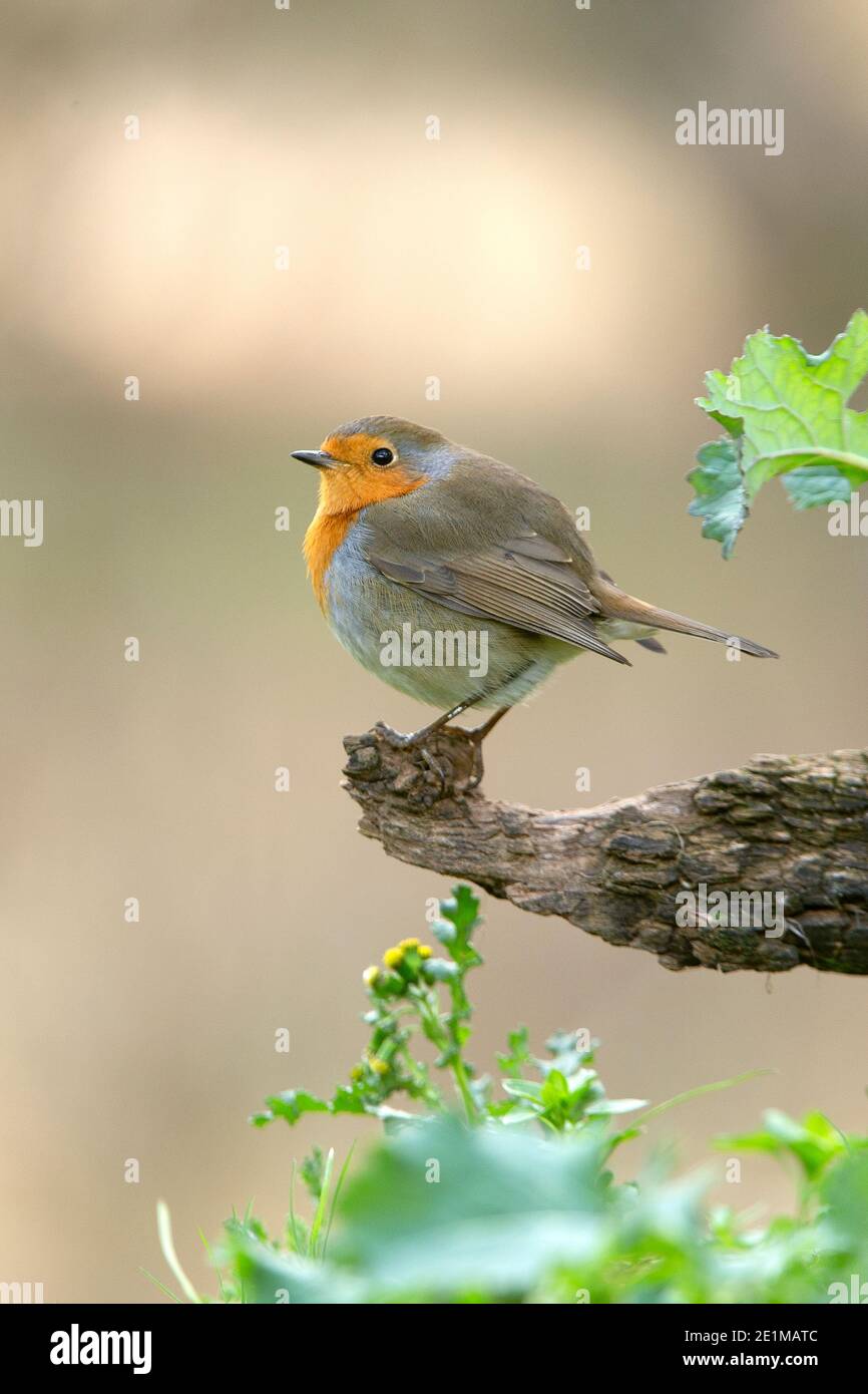 European robin with the last evening lights in a pine forest in winter ...